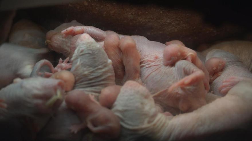 Animal “milagro” - Redbioética/UNESCO